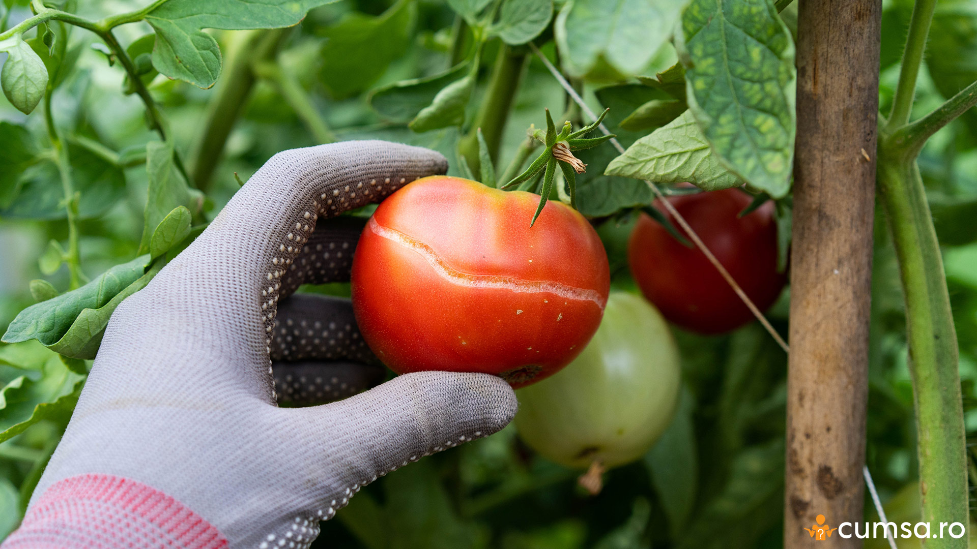 De ce crapa rosiile si cum sa previi acest fenomen - cumsa.ro