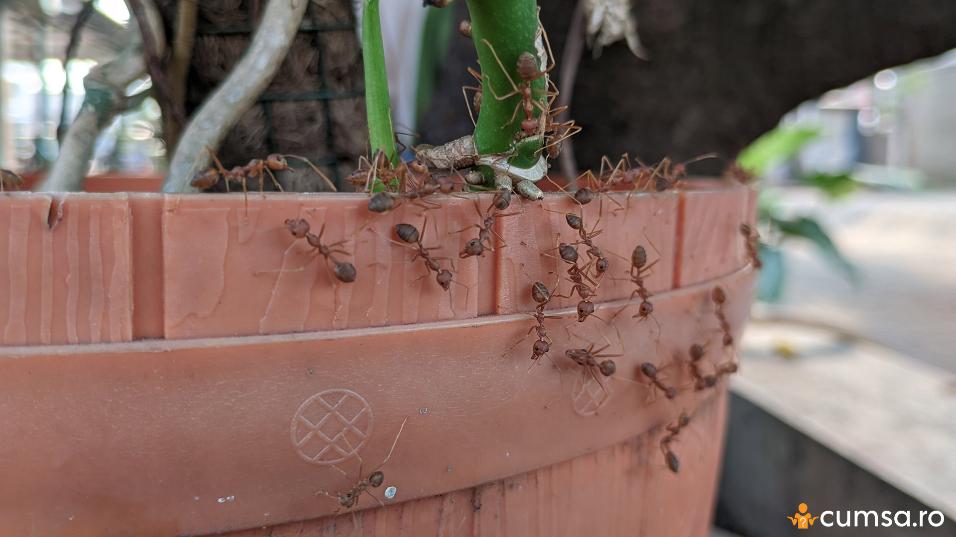Furnici in pamantul de la flori. Cum sa scapi de aceste insecte si ce ...