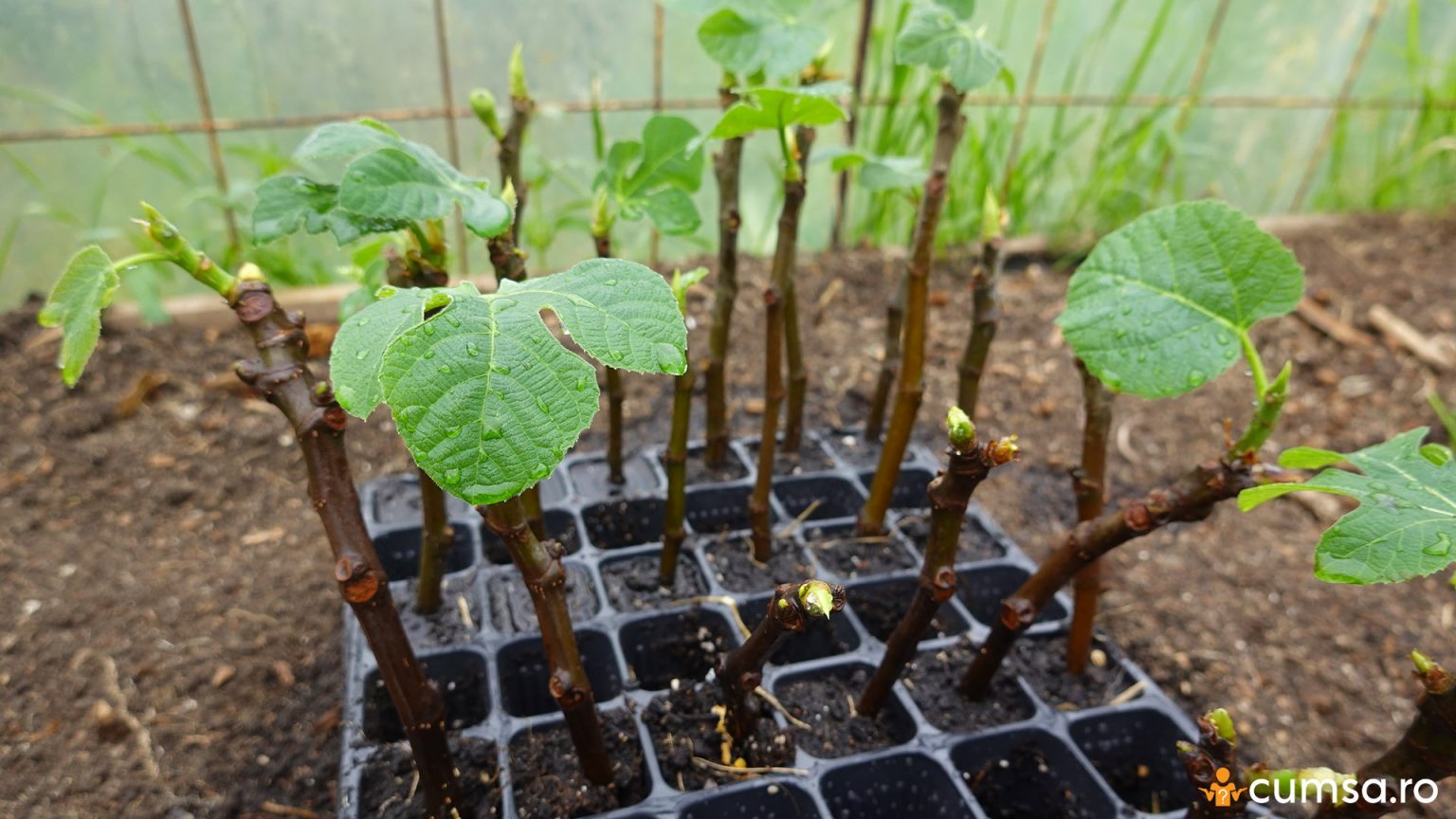 Cum sa faci inmultirea smochinului prin butasi si care sunt pasii ...