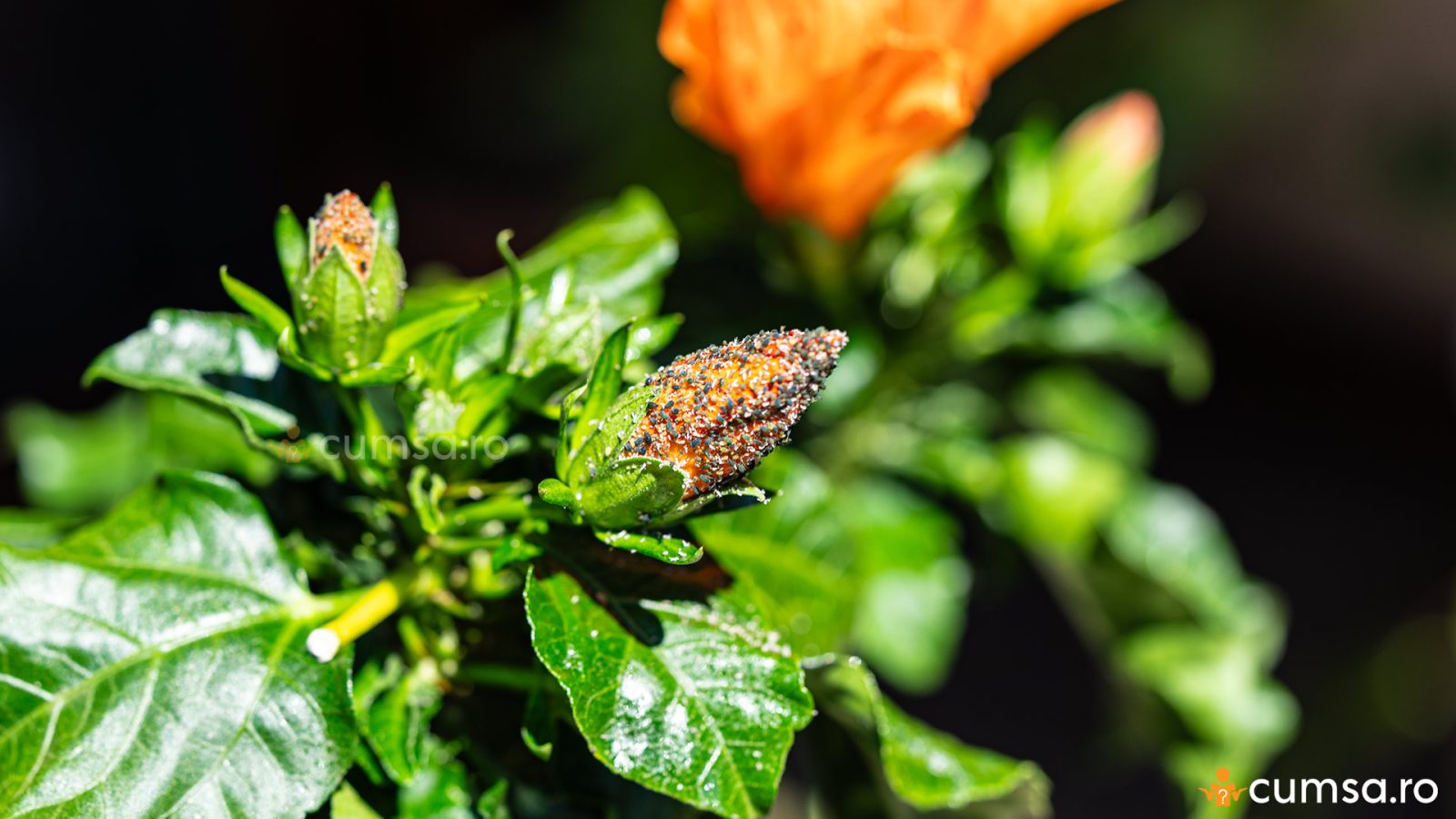 Tratament naturist purici trandafir japonez. Cum sa ai grija de planta ...
