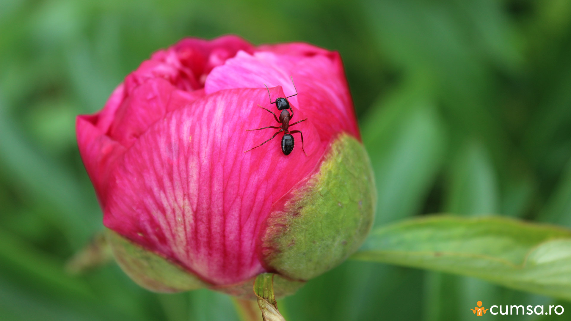 Furnici pe bujori. De ce sunt atrase si cum sa protejezi florile - cumsa.ro