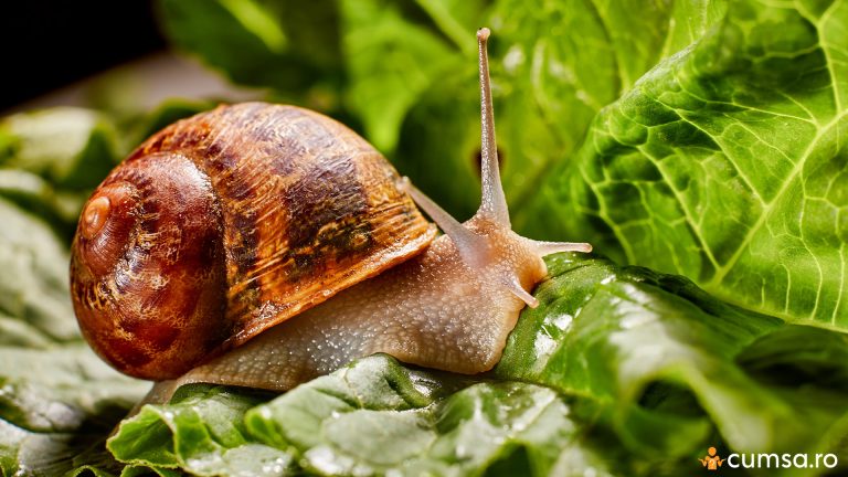 Cum sa tii melcii la distanta de gradina ta si care este solutia ...