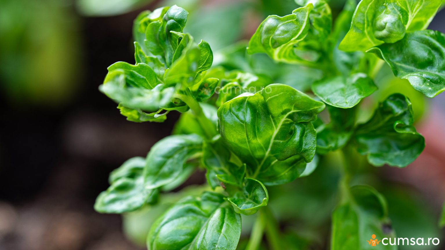 De ce se incretesc frunzele la busuioc. Cum sa identifici posibilele ...