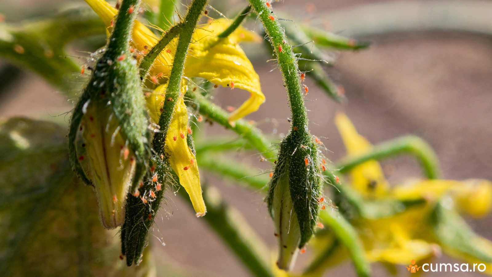 Tratament pentru purici la rosii. Cum sa il aplici si care este cel mai ...