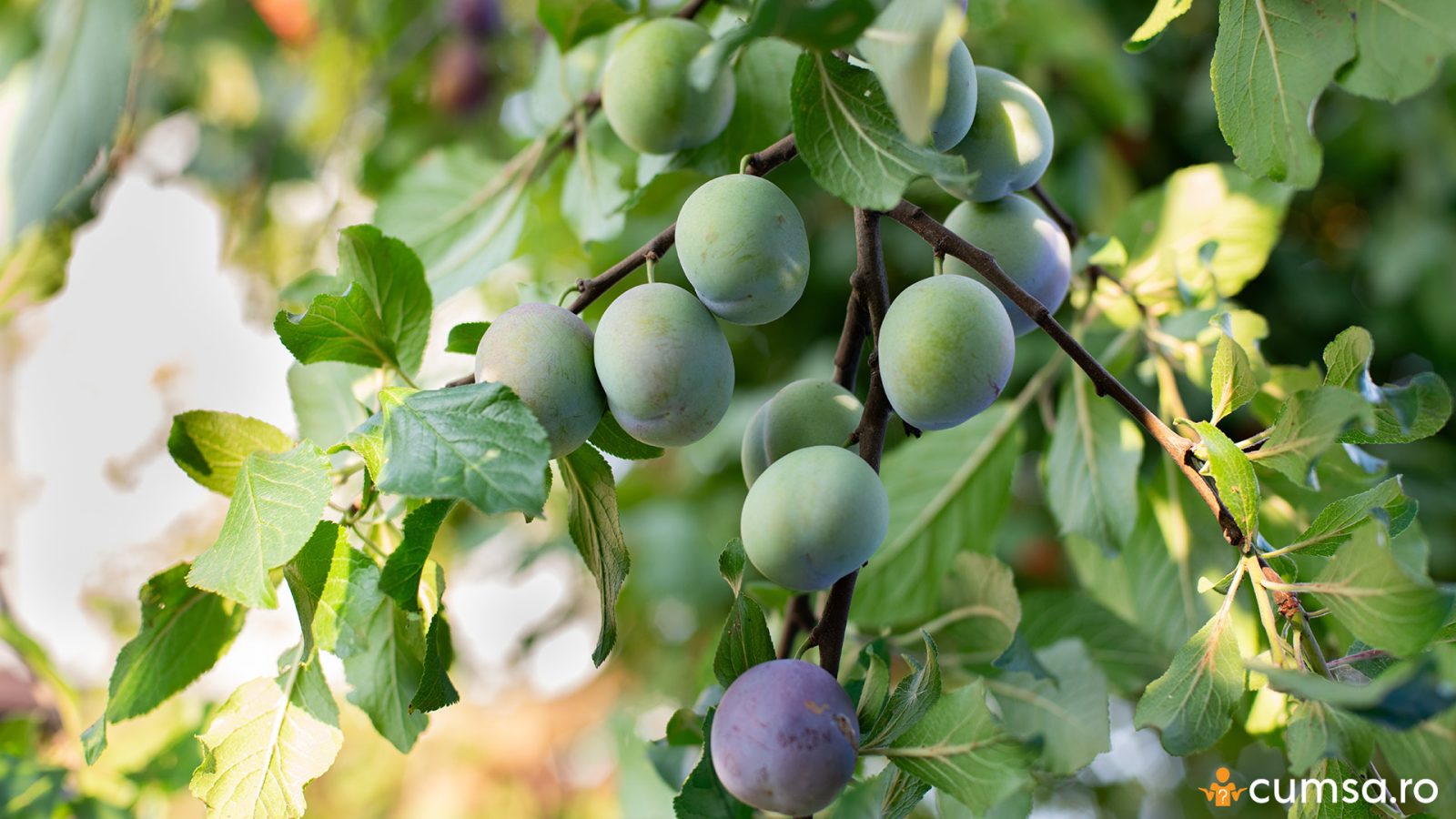 De ce cad prunele verzi din pom. Cum sa procedezi si care pot fi ...