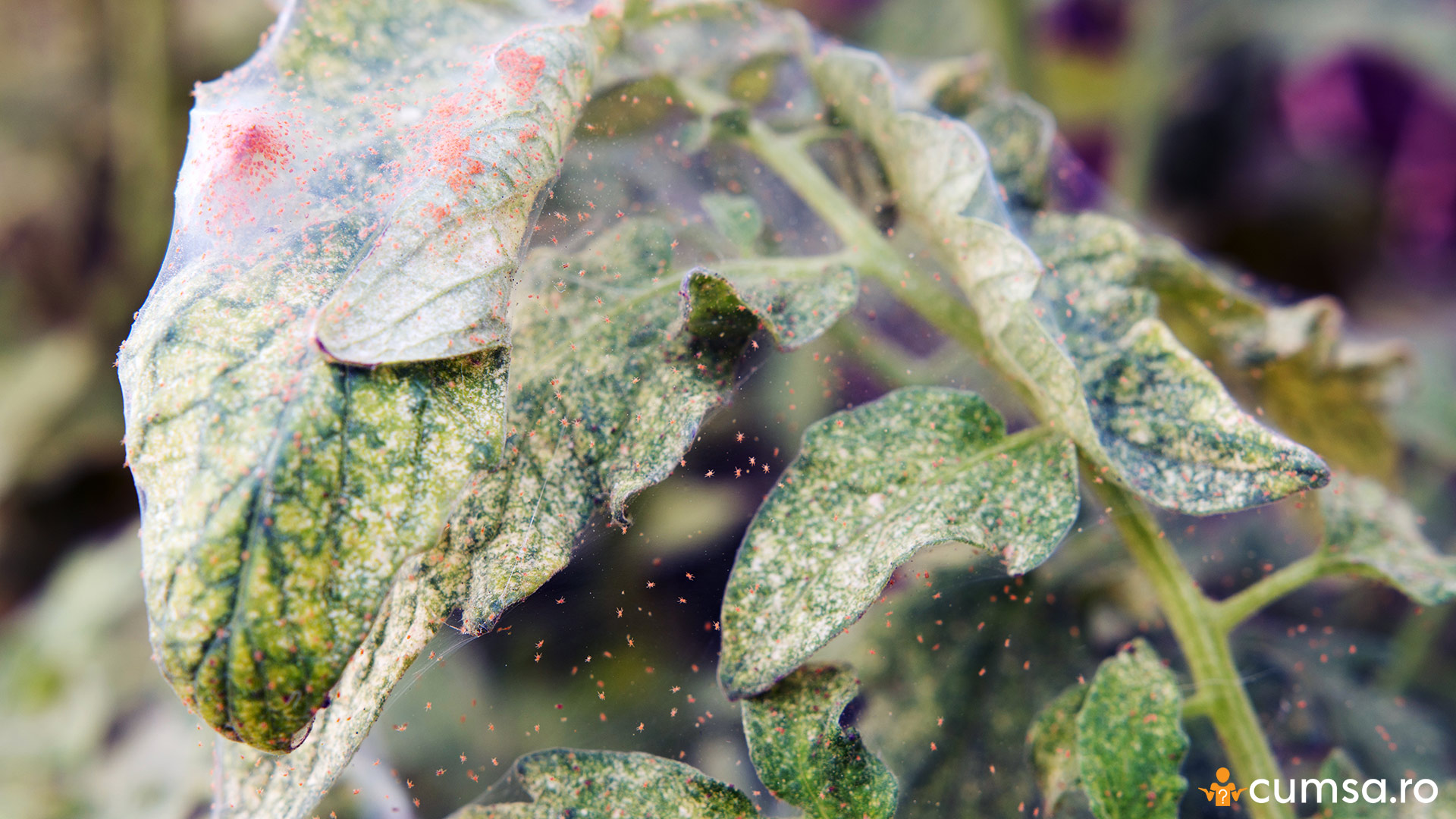 Tratament pentru purici la rosii. Cum sa il aplici si care este cel mai ...