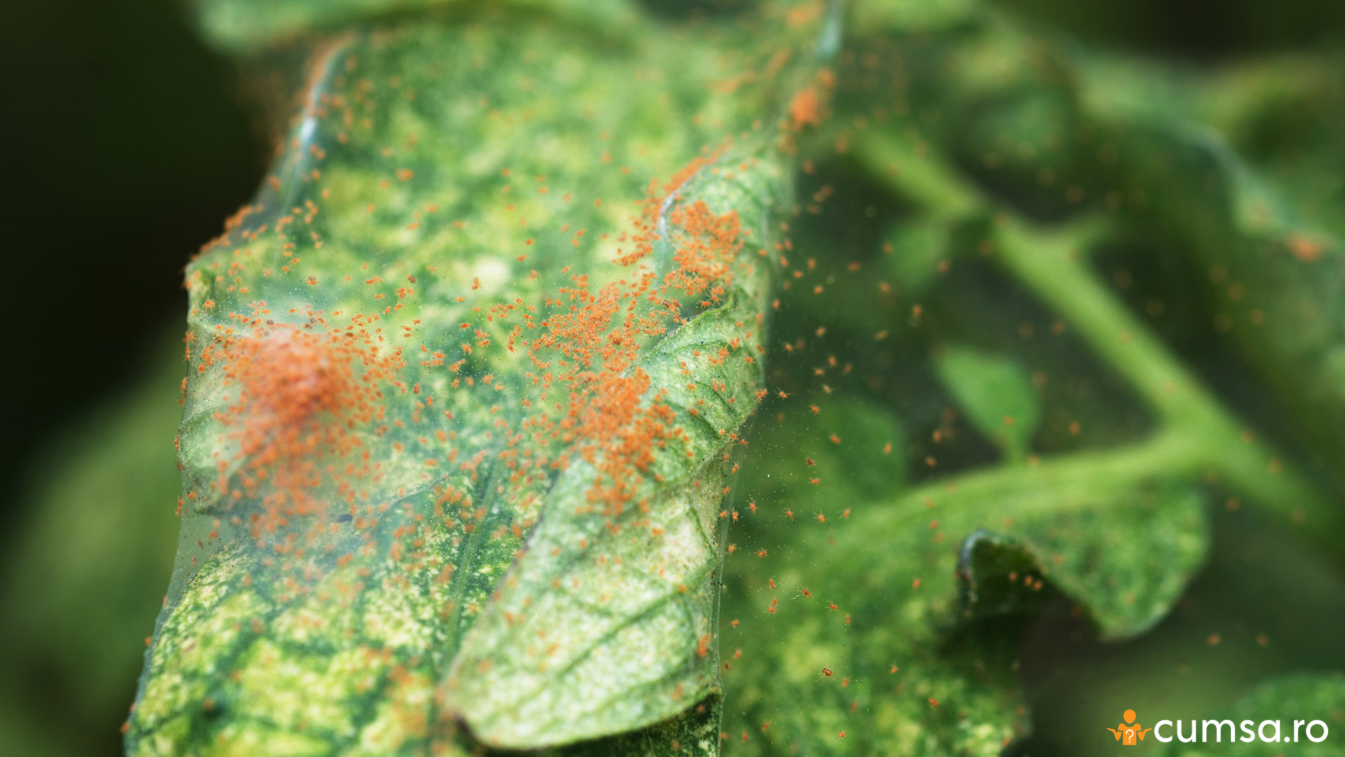 Tratament pentru purici la rosii. Cum sa il aplici si care este cel mai ...