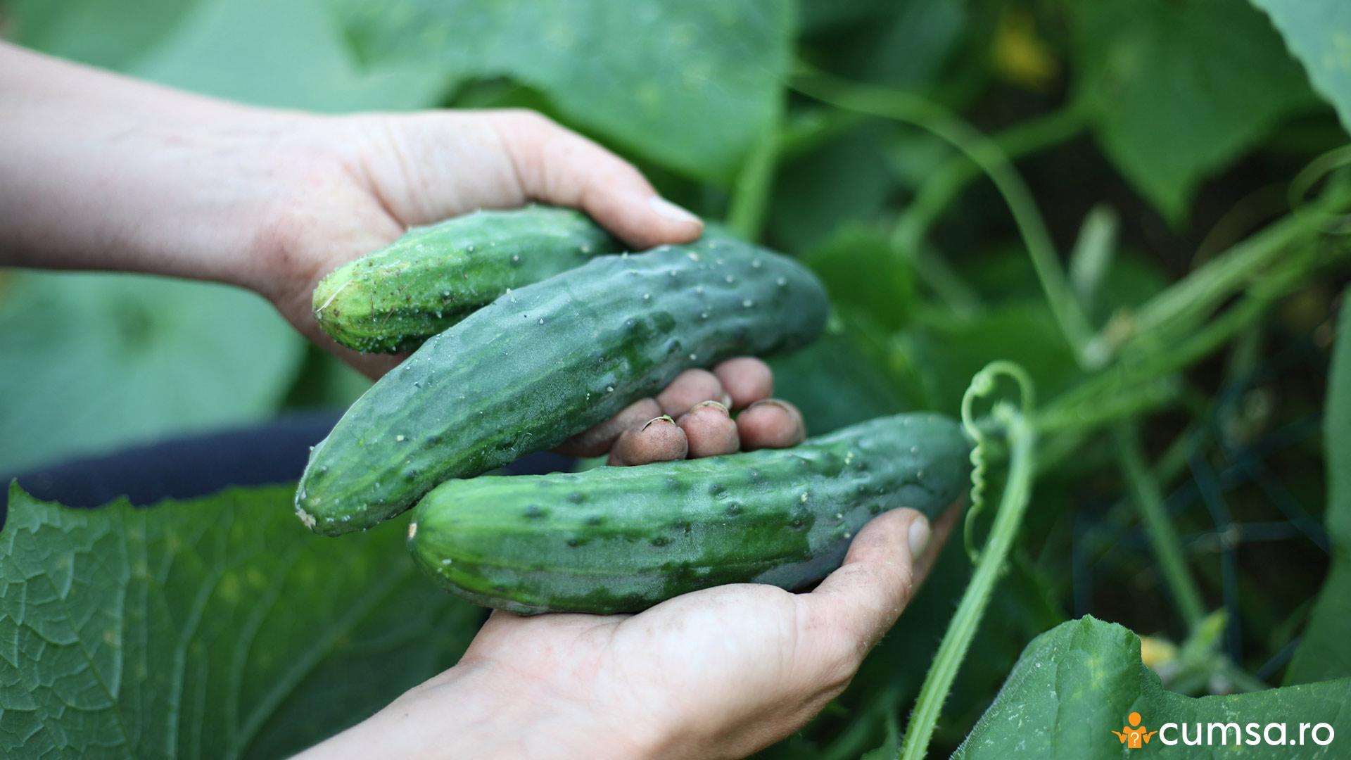 Cand se recolteaza castravetii. Cum sa iti dai seama ca ii poti culege ...