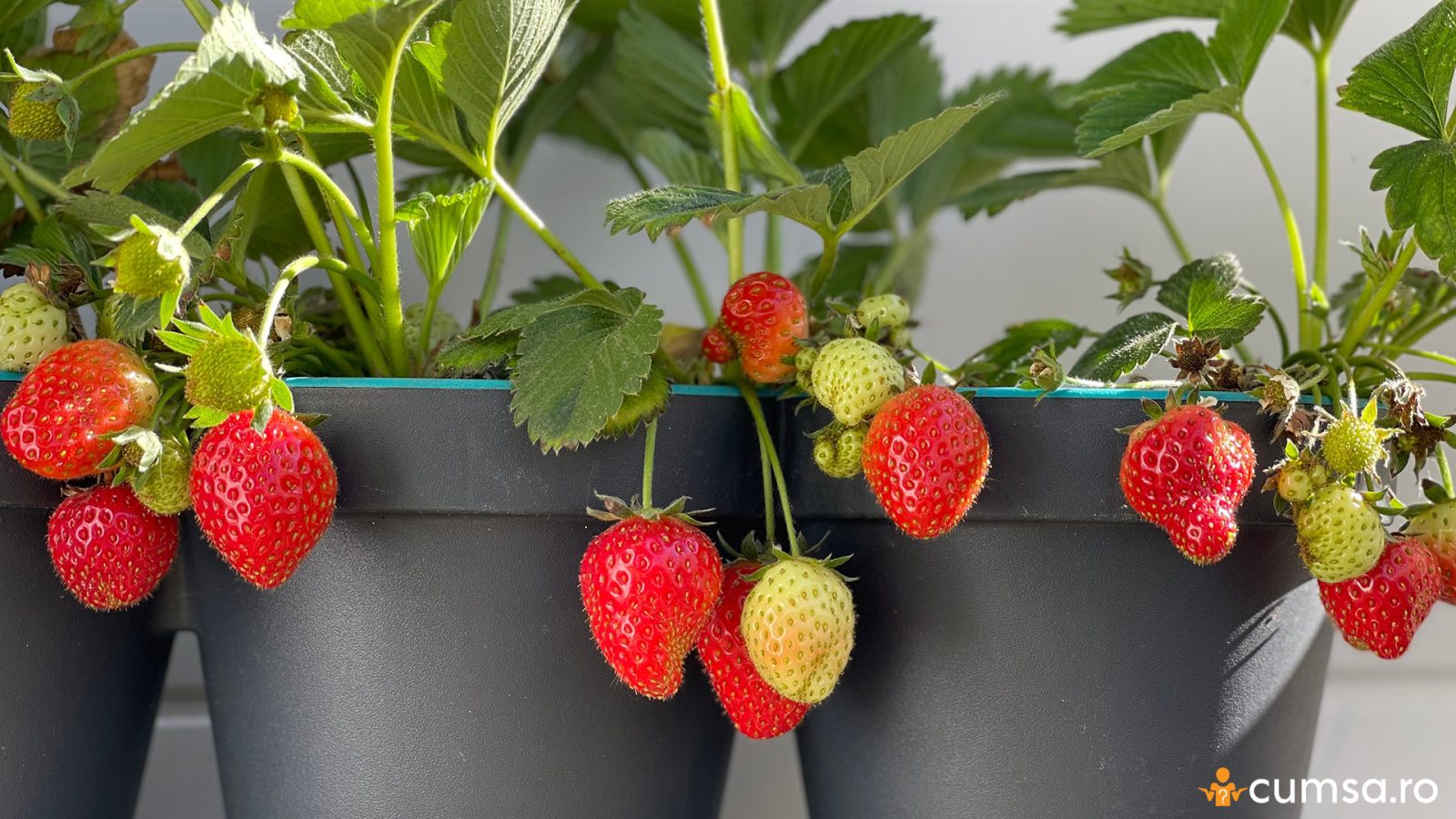 Cum sa cresti capsuni la ghiveci si cum le ingrijesti - cumsa.ro