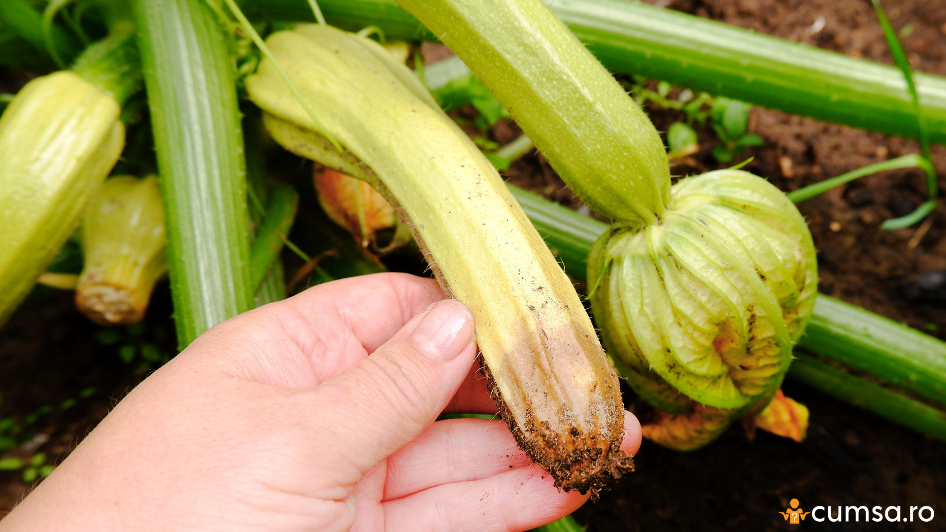 De ce nu se fac dovleceii. Cum sa te asiguri ca obtii o recolta buna ...