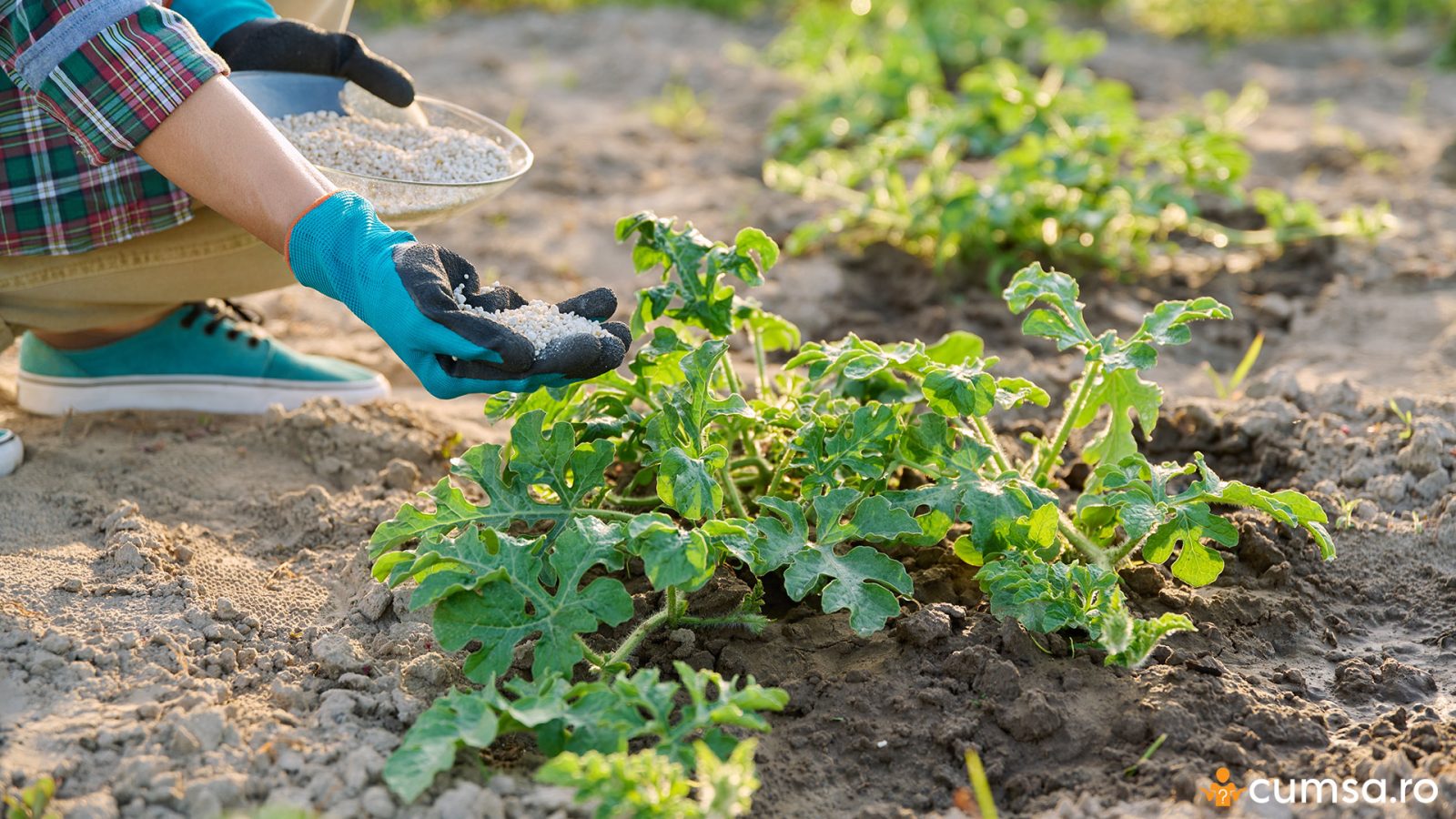 Cum sa obtii pepeni mari si gustosi chiar la tine in gradina - cumsa.ro