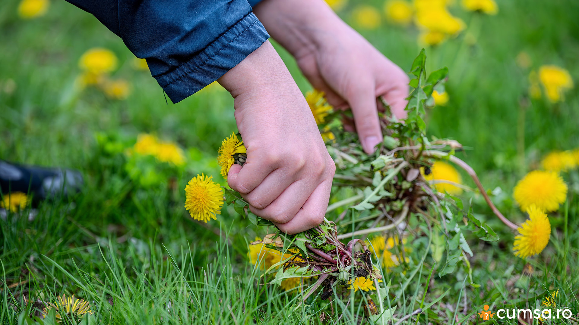 10 metode naturale de a scapa de buruieni. Cum sa procedezi in mod corect - cumsa.ro