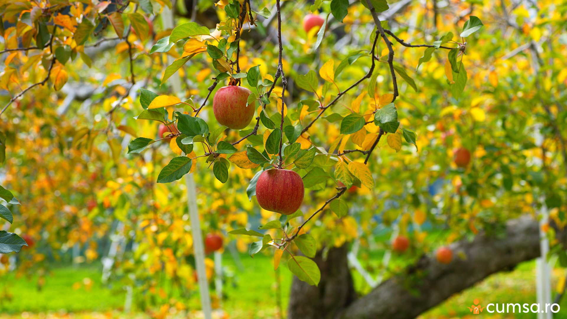 Cum sa ingrijesti marul toamna. 9 lucruri pe care ar trebui sa le faci ...