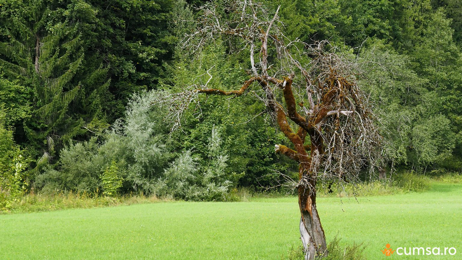 Cum sa iti dai seama daca un copac este uscat. 5 semne care te anunta ...