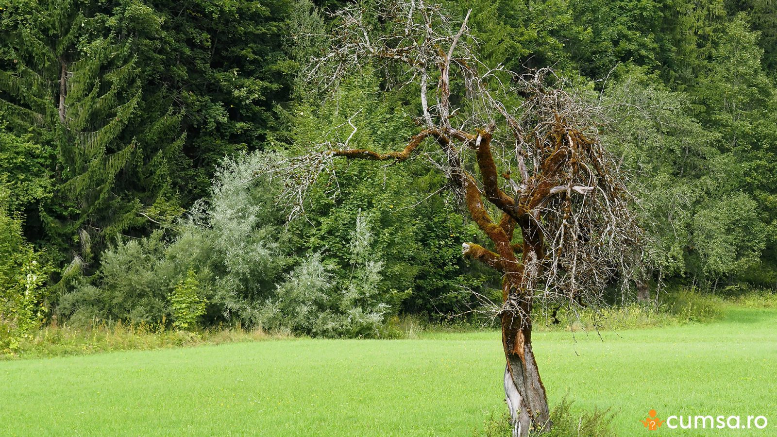 Cum sa iti dai seama daca un copac este uscat. 5 semne care te anunta ...