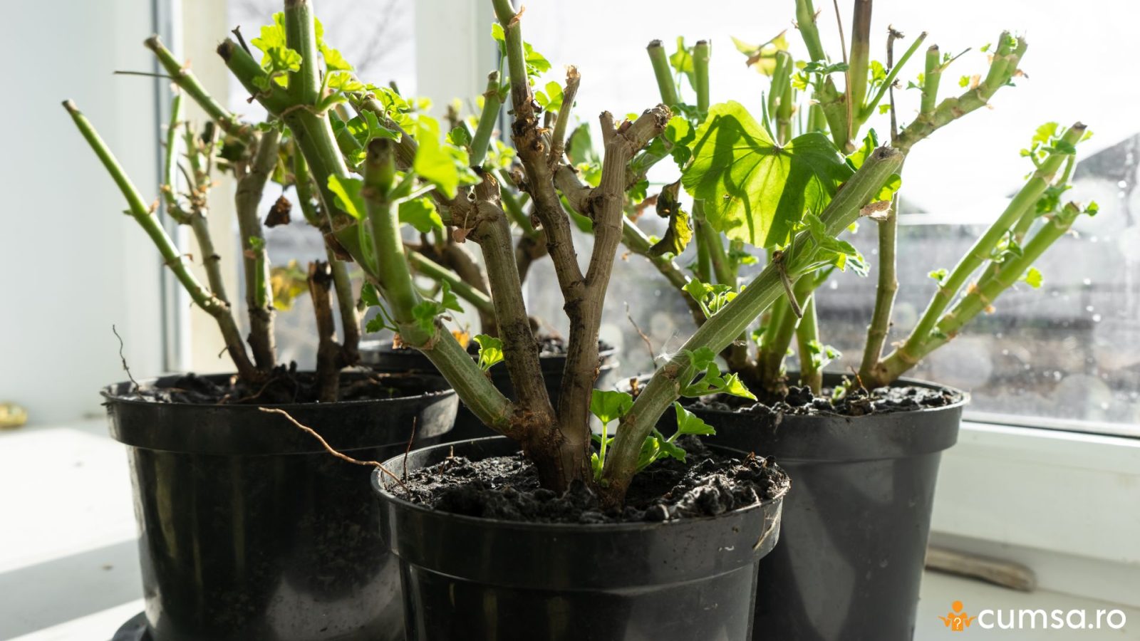 Cum sa pastrezi muscatele peste iarna. 5 greseli de evitat! - cumsa.ro