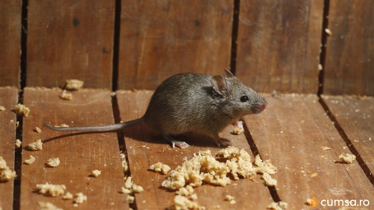 Cum sa scapi de soarecii din casa. Ingredientul natural care ii tine la ...