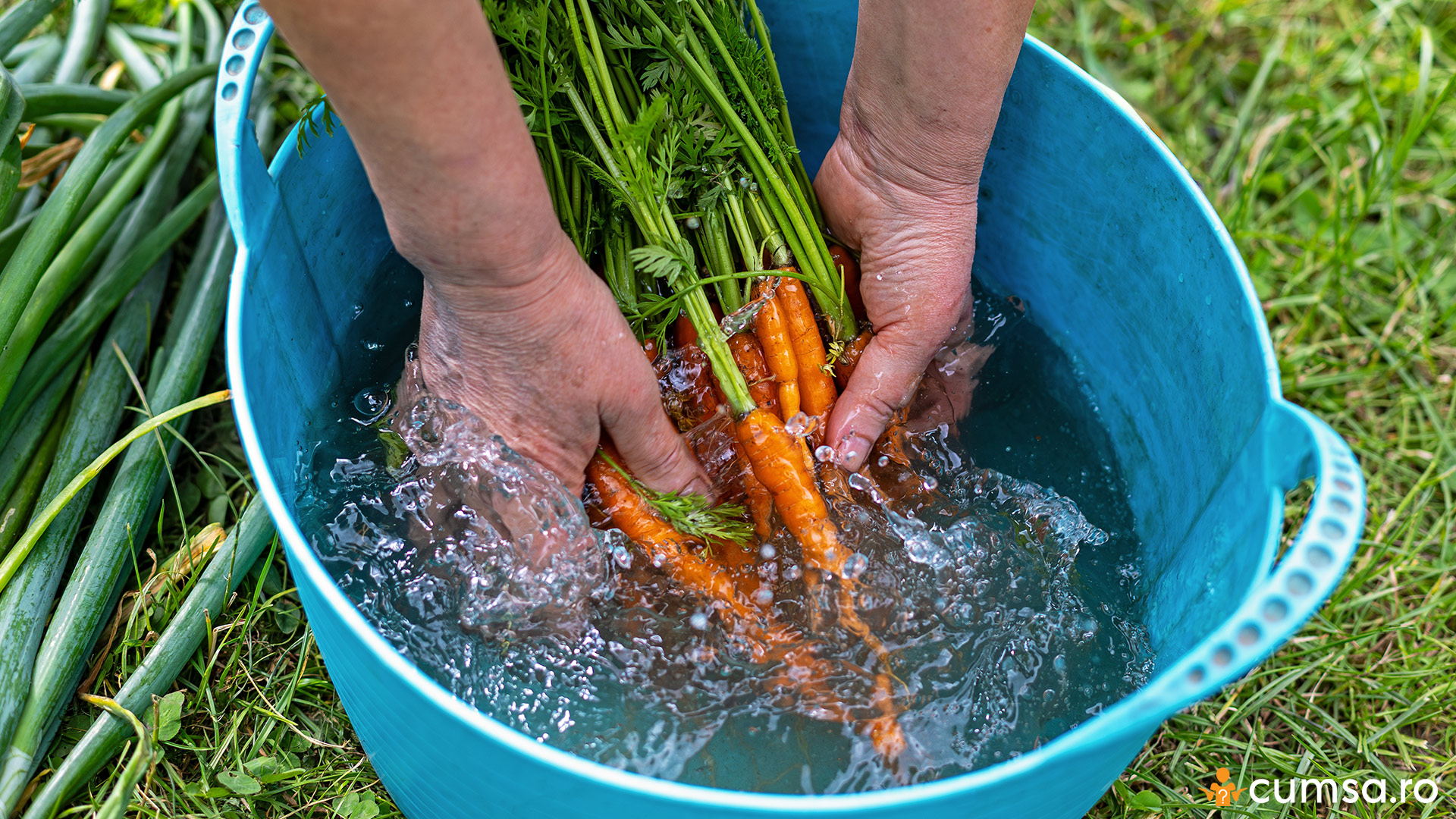 Cum sa speli legumele sau fructele recoltate din gradina si care este ...