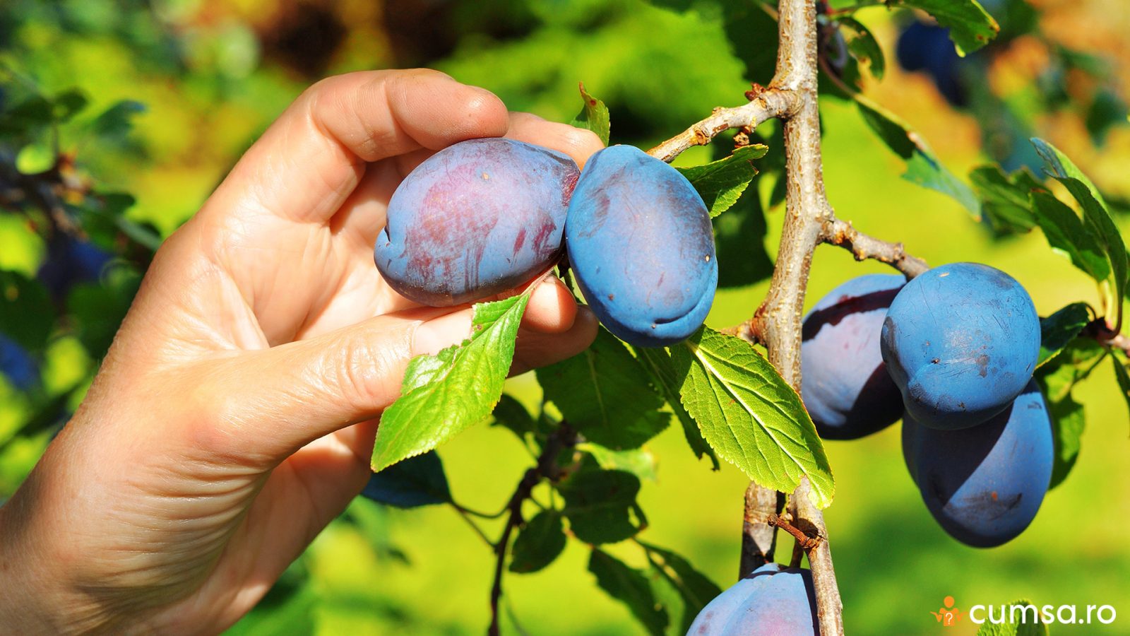 De ce prunul face putine fructe. Cum sa ajuti pomul sa rodeasca mai ...
