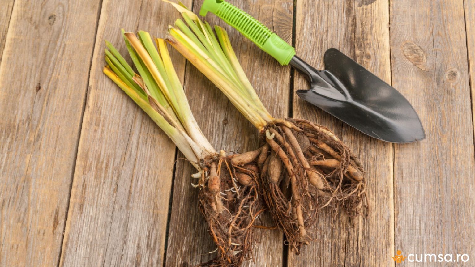 Cum sa faci divizarea plantelor perene toamna si care sunt pasii - cumsa.ro